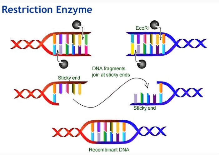 Restriction Enzymes Sticky Ends