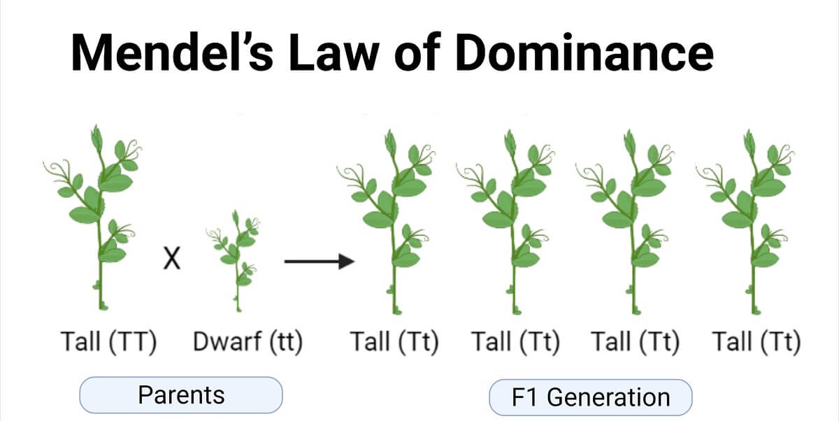 Law Of Dominance