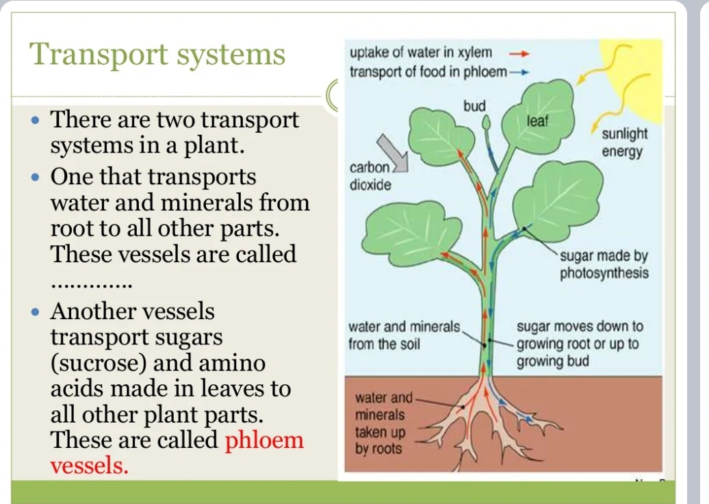 Transportation System In Plants
