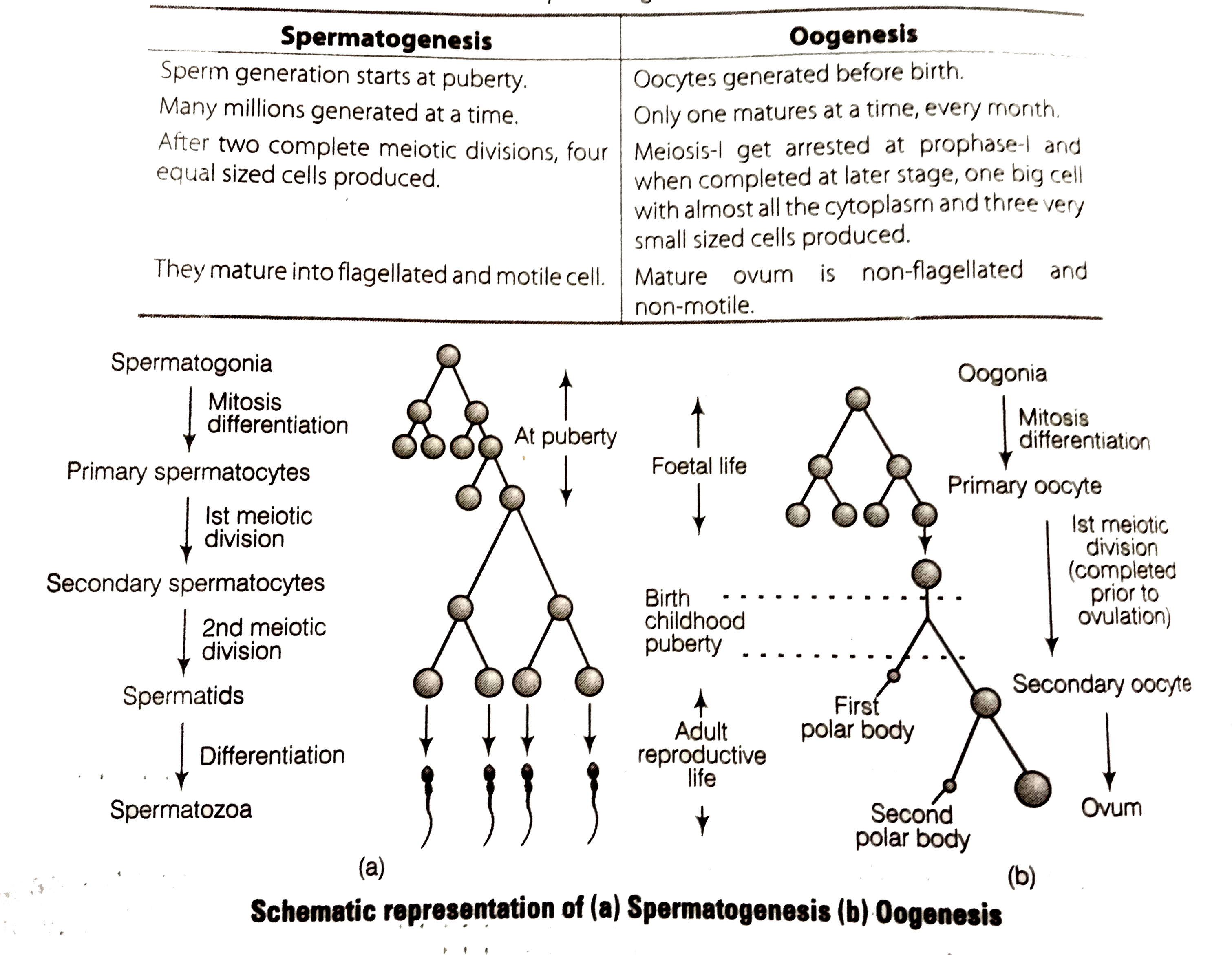 Oogenesis And Spermatogenesis Differences