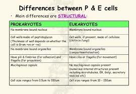 Difference Between Prokaryotes And Eukaryotes