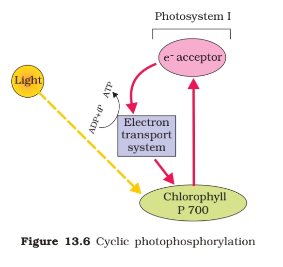 Cyclic Photophosphorylation