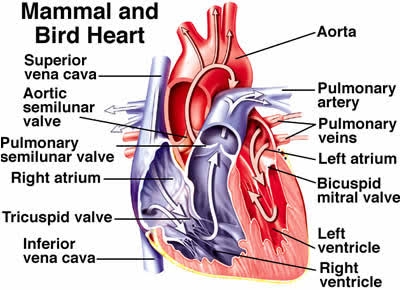 Bird Heart Chambers