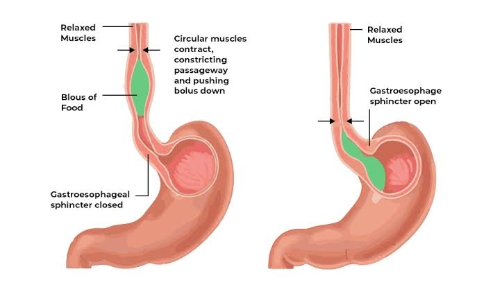 Pyloric Sphincter Function