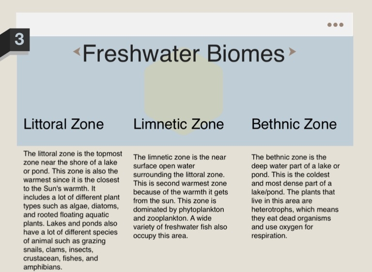 Freshwater Littoral Zone Animals