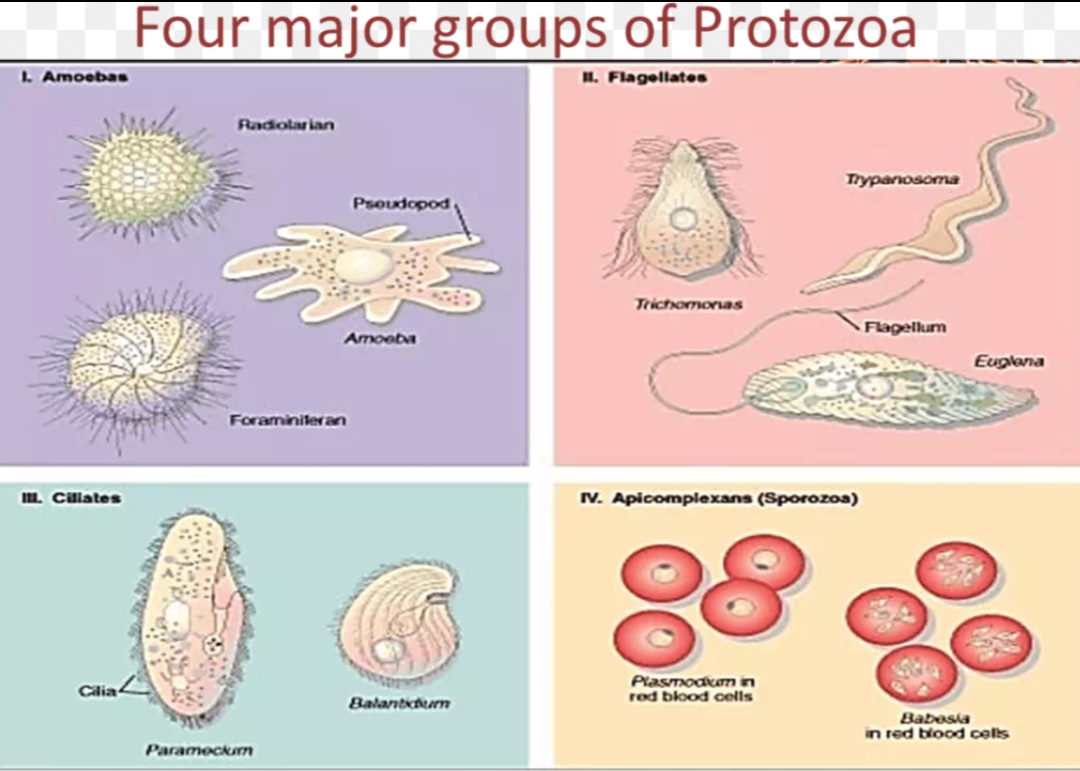 Protozoa Types