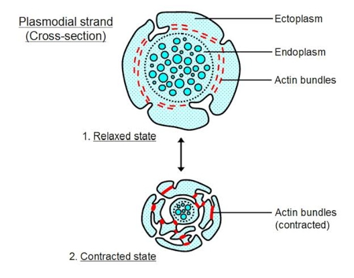 Slime Mold Cell Diagram 4 Generalized Life Cycle In Myxomycetes. (a,