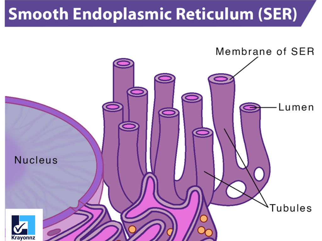 Rough Endoplasmic Reticulum In A Plant Cell
